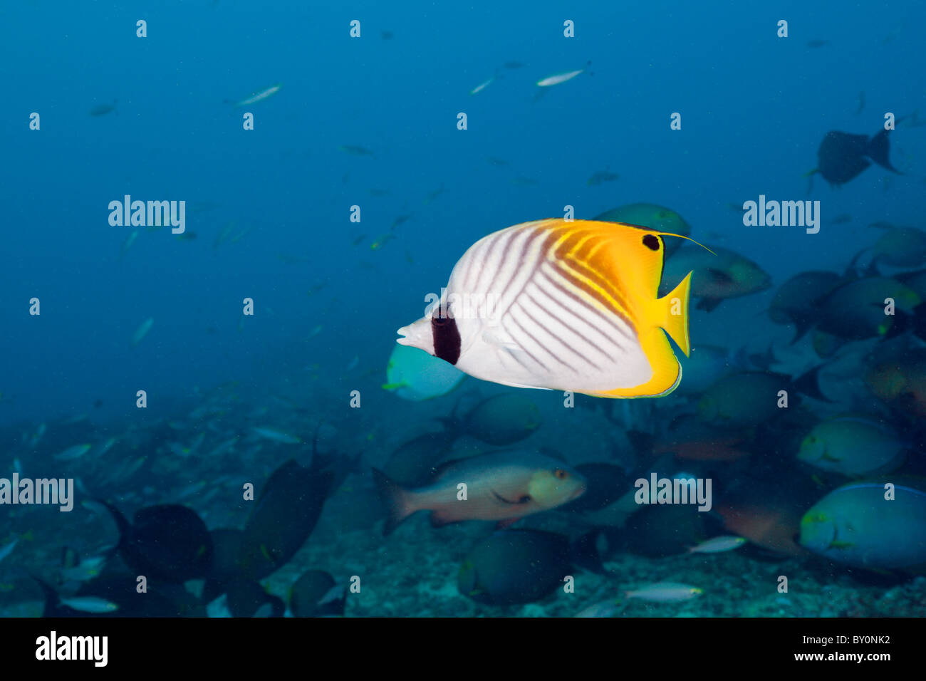 Threadfin Butterflyfish, Chaetodon auriga, Beqa Lagoon, Viti Levu, Fiji ...