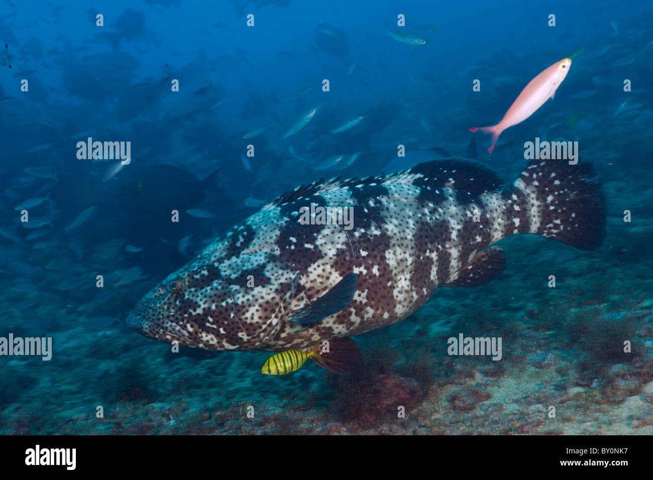 Yellow striped grouper hi-res stock photography and images - Alamy