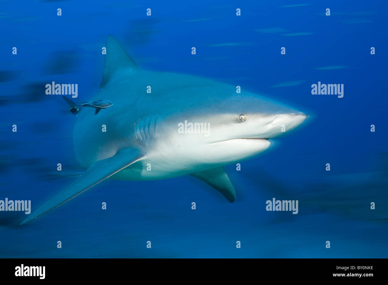 Bull Shark in Motion, Carcharhinus leucas, Beqa Lagoon, Viti Levu, Fiji ...