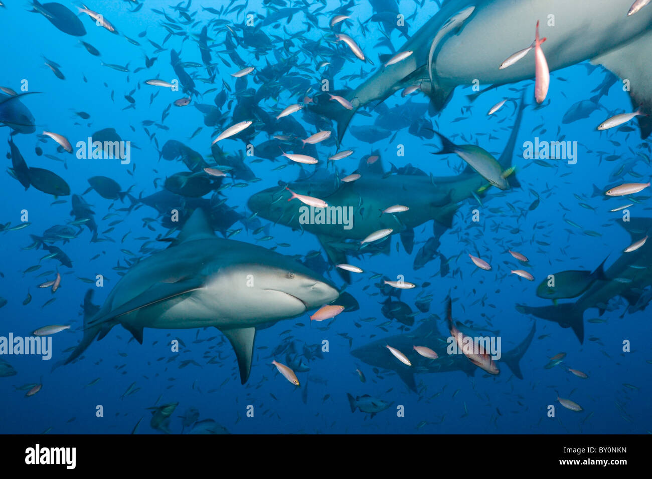Bull Sharks, Carcharhinus leucas, Beqa Lagoon, Viti Levu, Fiji Stock ...