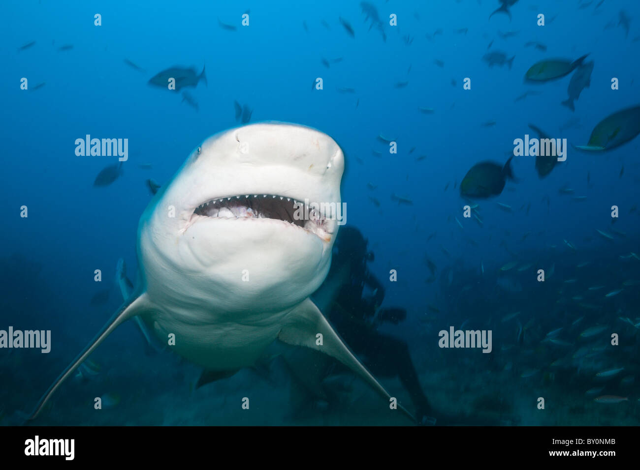 Bull shark teeth hi-res stock photography and images - Alamy