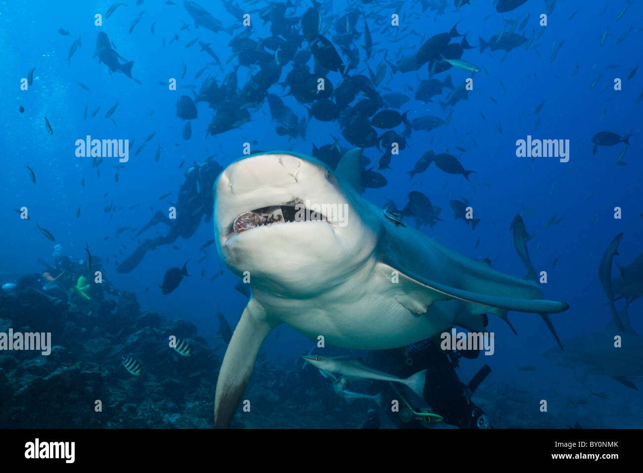 Bull Shark, Carcharhinus leucas, Beqa Lagoon, Viti Levu, Fiji Stock ...