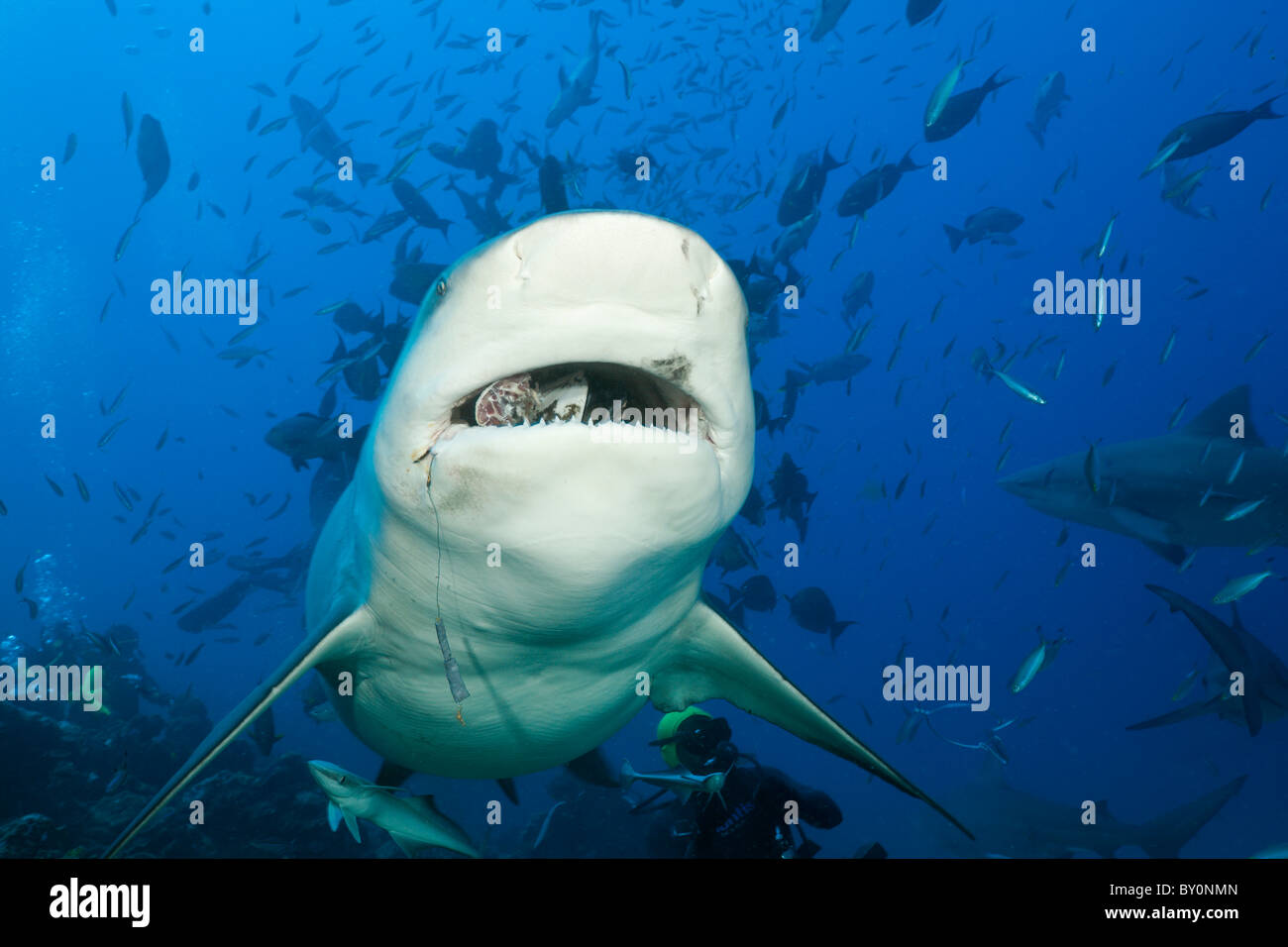 Bull shark close up teeth hi-res stock photography and images - Alamy