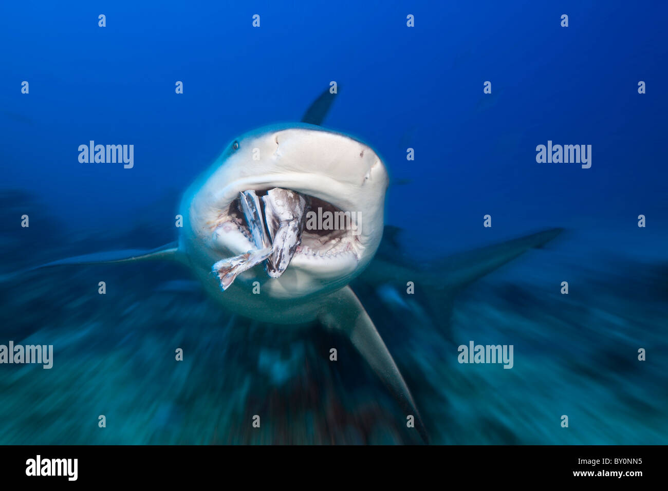 Bull Shark, Carcharhinus leucas, Beqa Lagoon, Viti Levu, Fiji Stock ...