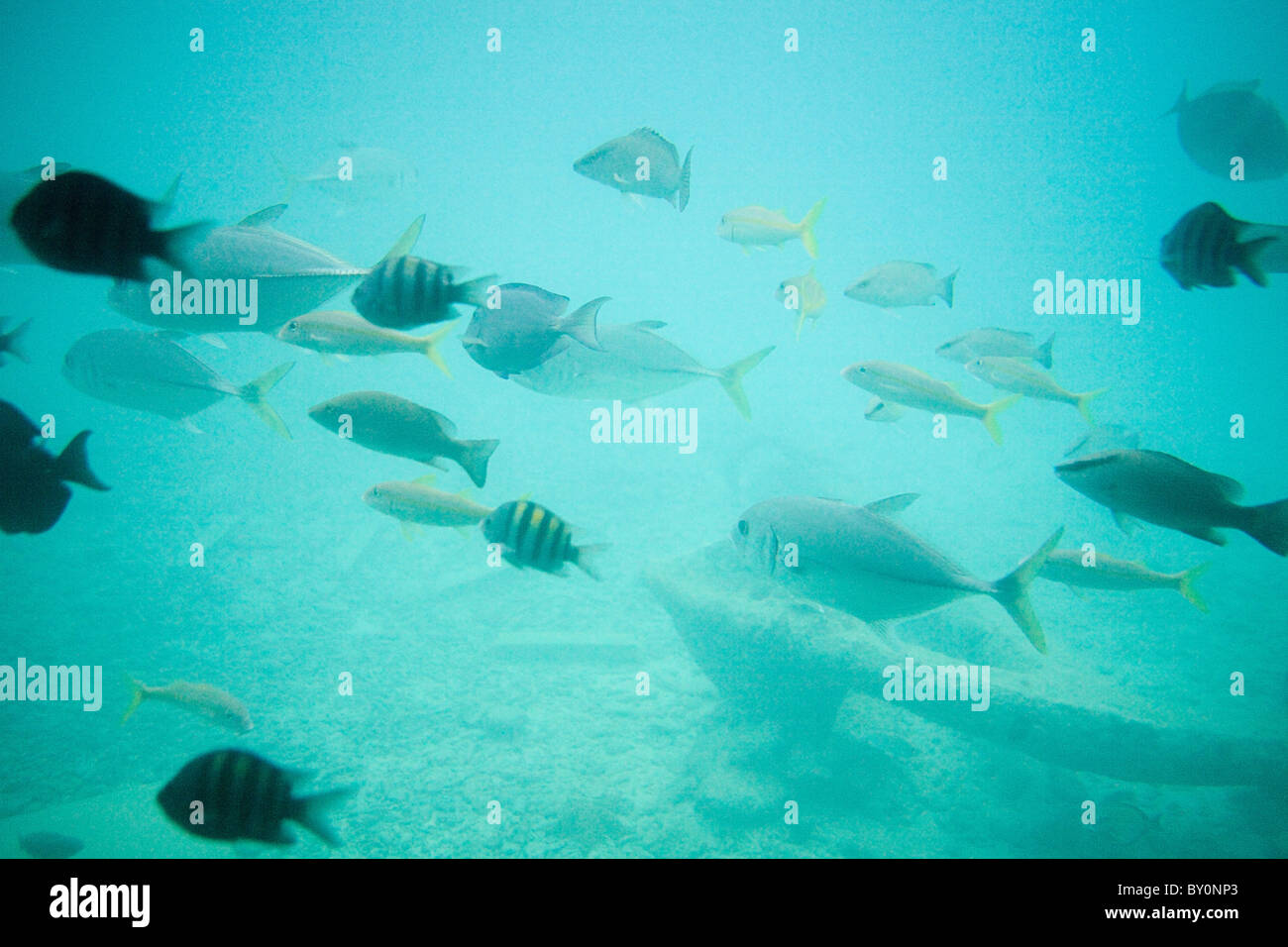 Fish in sea, Curacao, Antilles Stock Photo - Alamy