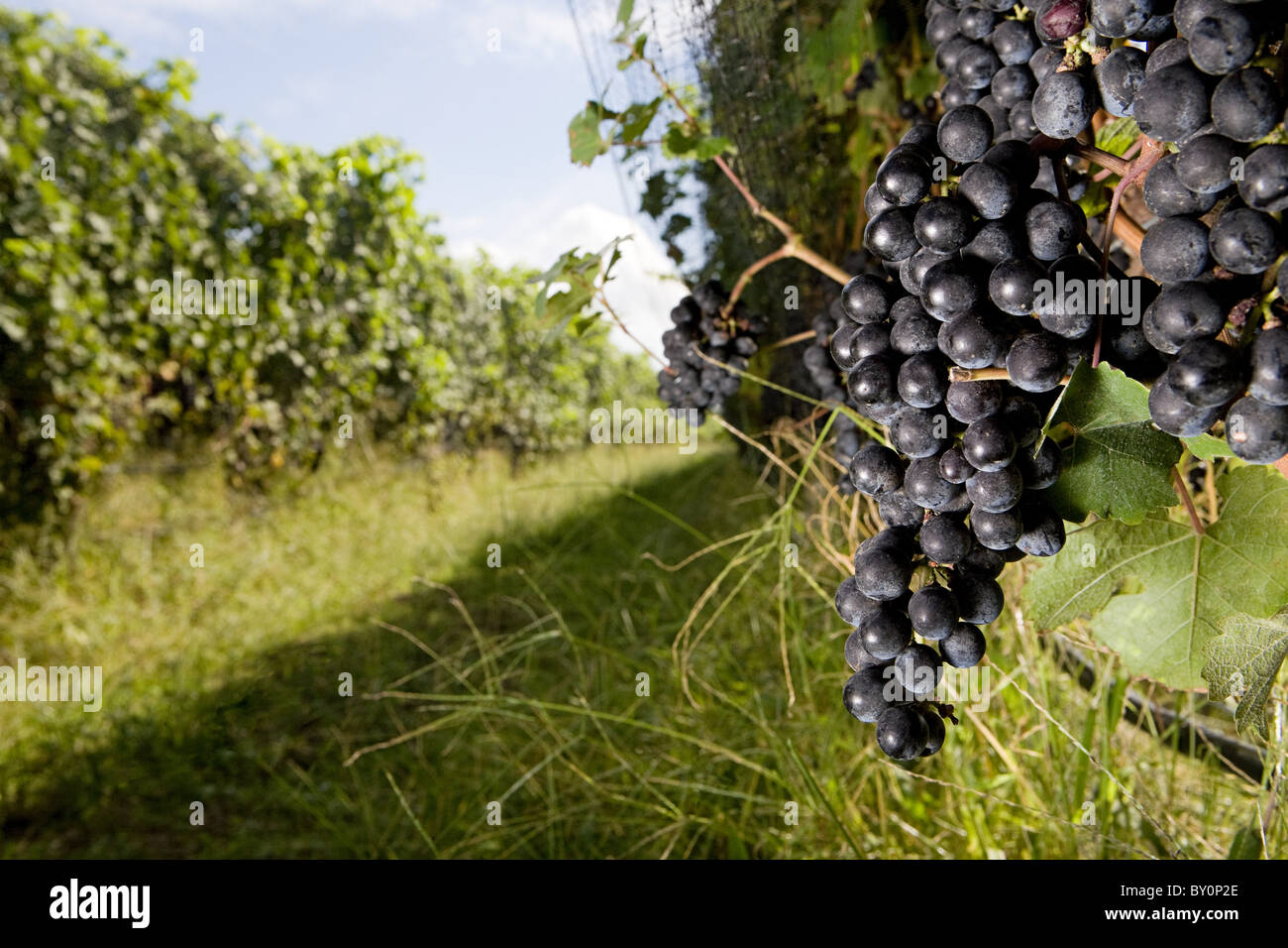 Black grapes on vines in vineyard Stock Photo - Alamy