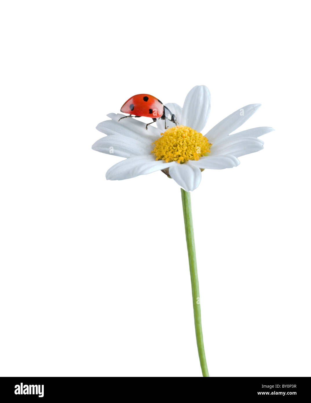 White yellow ox eye Cut Out Stock Images & Pictures - Alamy