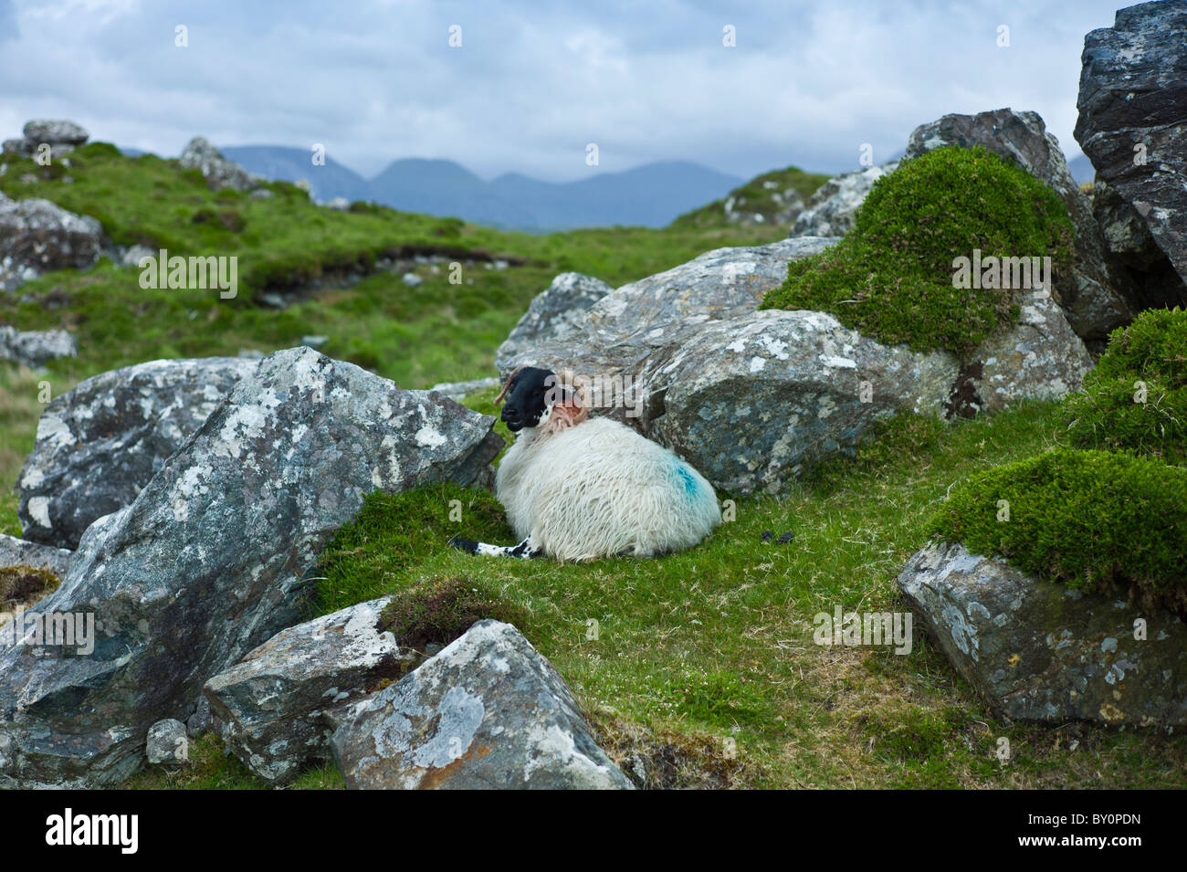 Sheep bogland ireland hi-res stock photography and images - Alamy