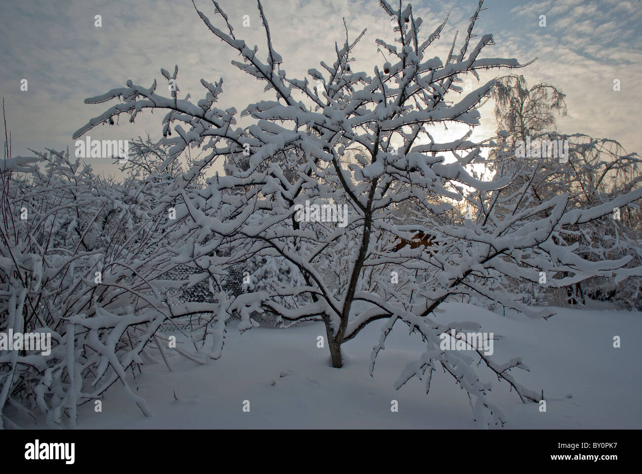 Snowed apple tree Stock Photo - Alamy