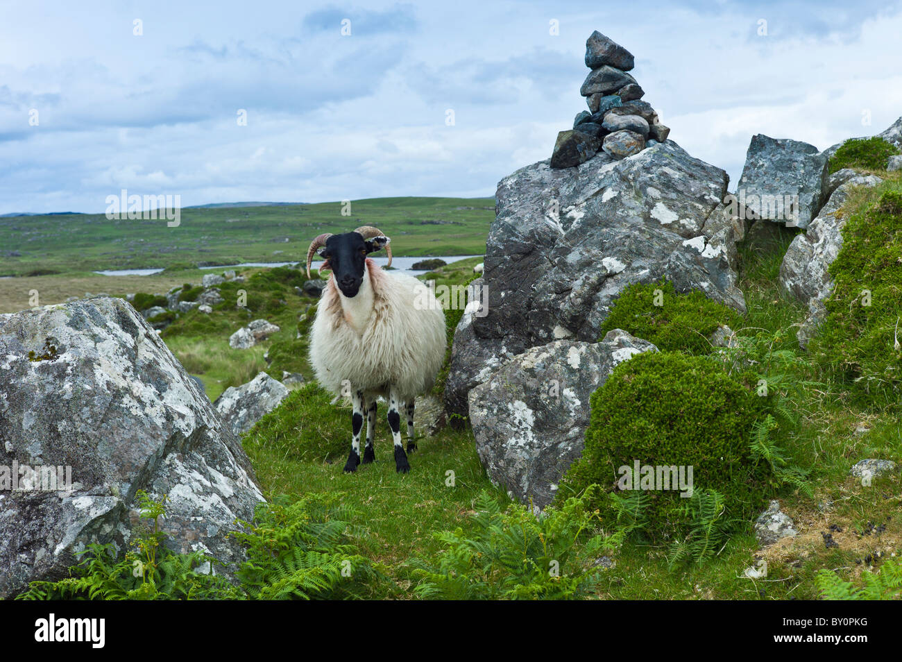 Galway sheep hi-res stock photography and images - Alamy