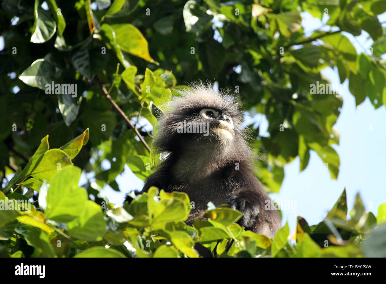 Dusty Leaf, monkey. Gibbon family. Langkawi, Malaysia, 2010 Stock Photo ...