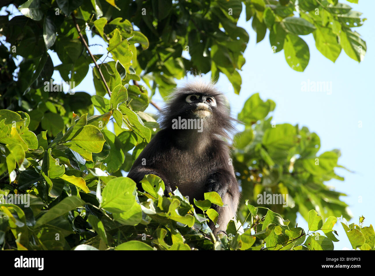 Dusty Leaf, monkey. Gibbon family. Langkawi, Malaysia, 2010 Stock Photo ...