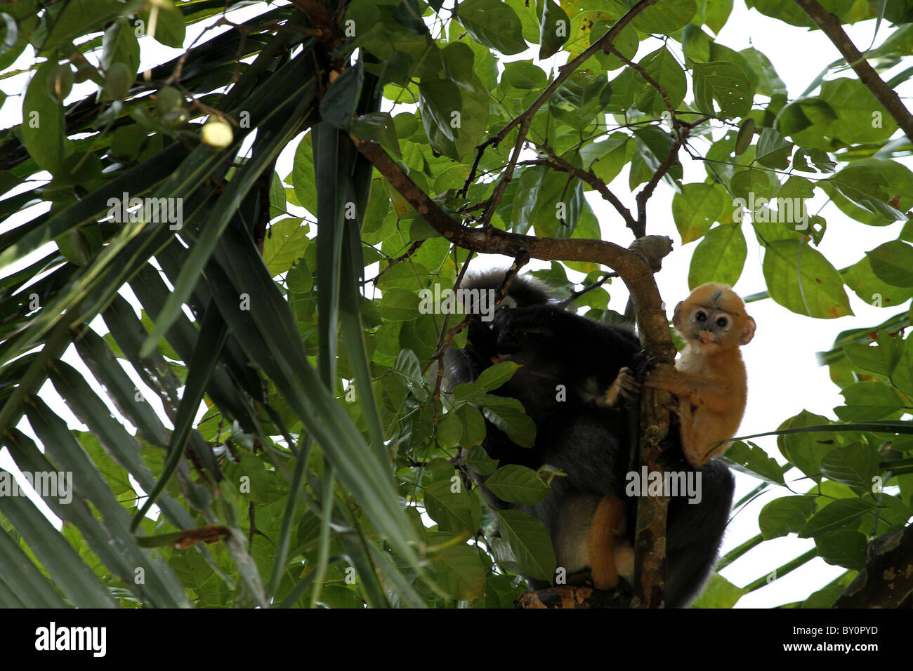 Dusty Leaf, monkey. Gibbon family. Langkawi, Malaysia, 2010 Stock Photo ...