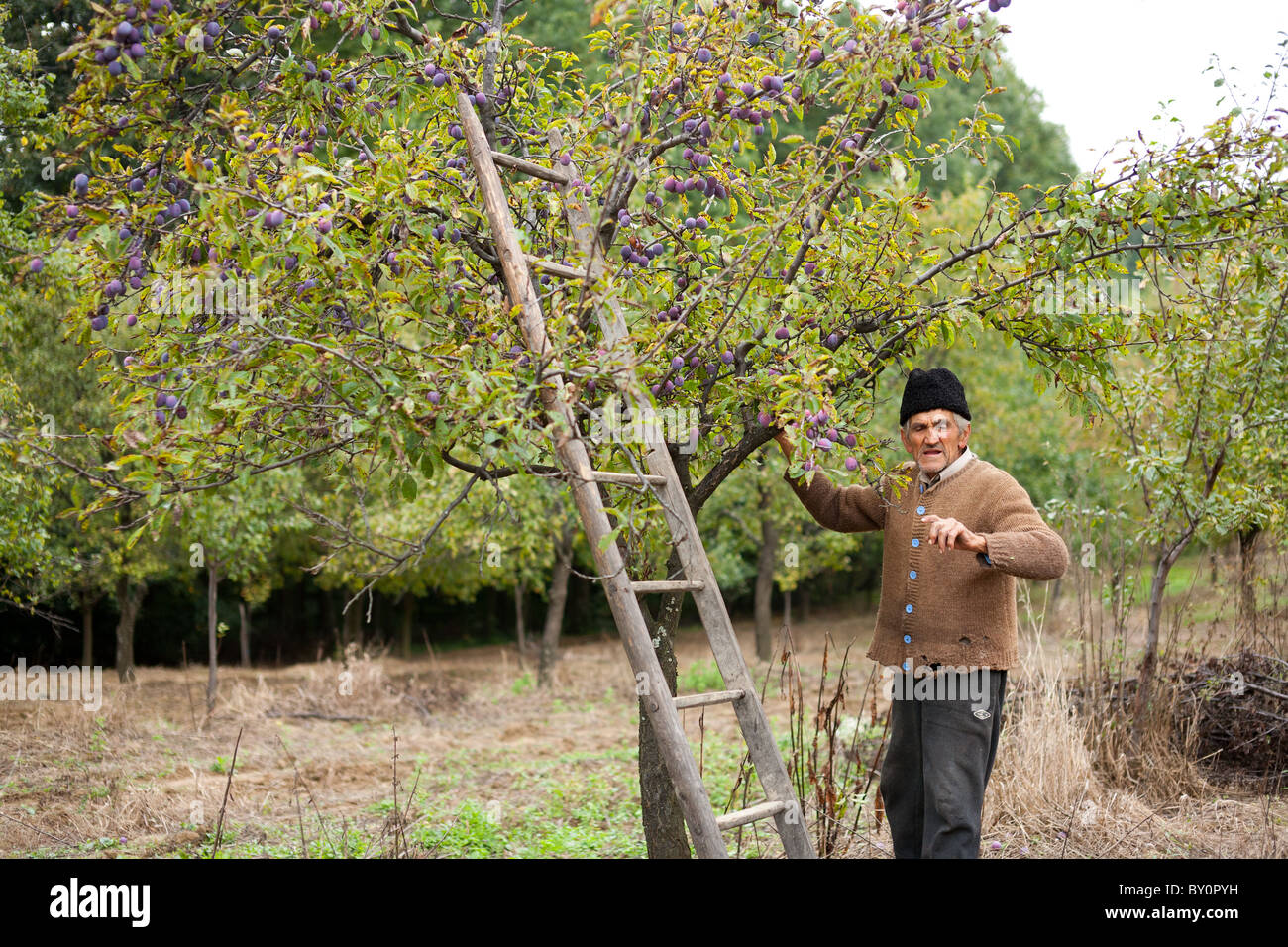 Senior farmer picking plums in an orchard, at plum harvesting Stock ...