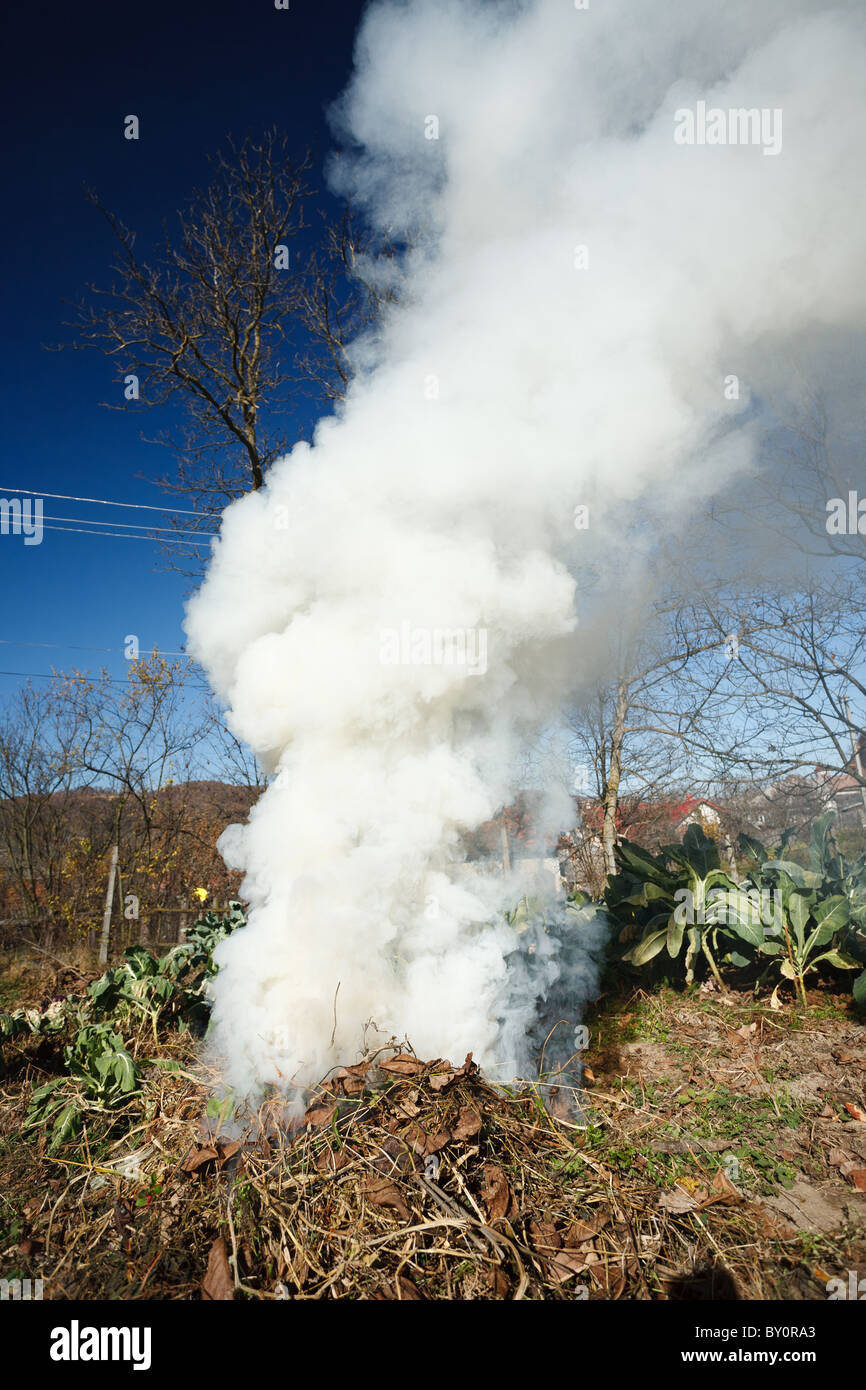 Burning Fallen Trees High Resolution Stock Photography and Images - Alamy