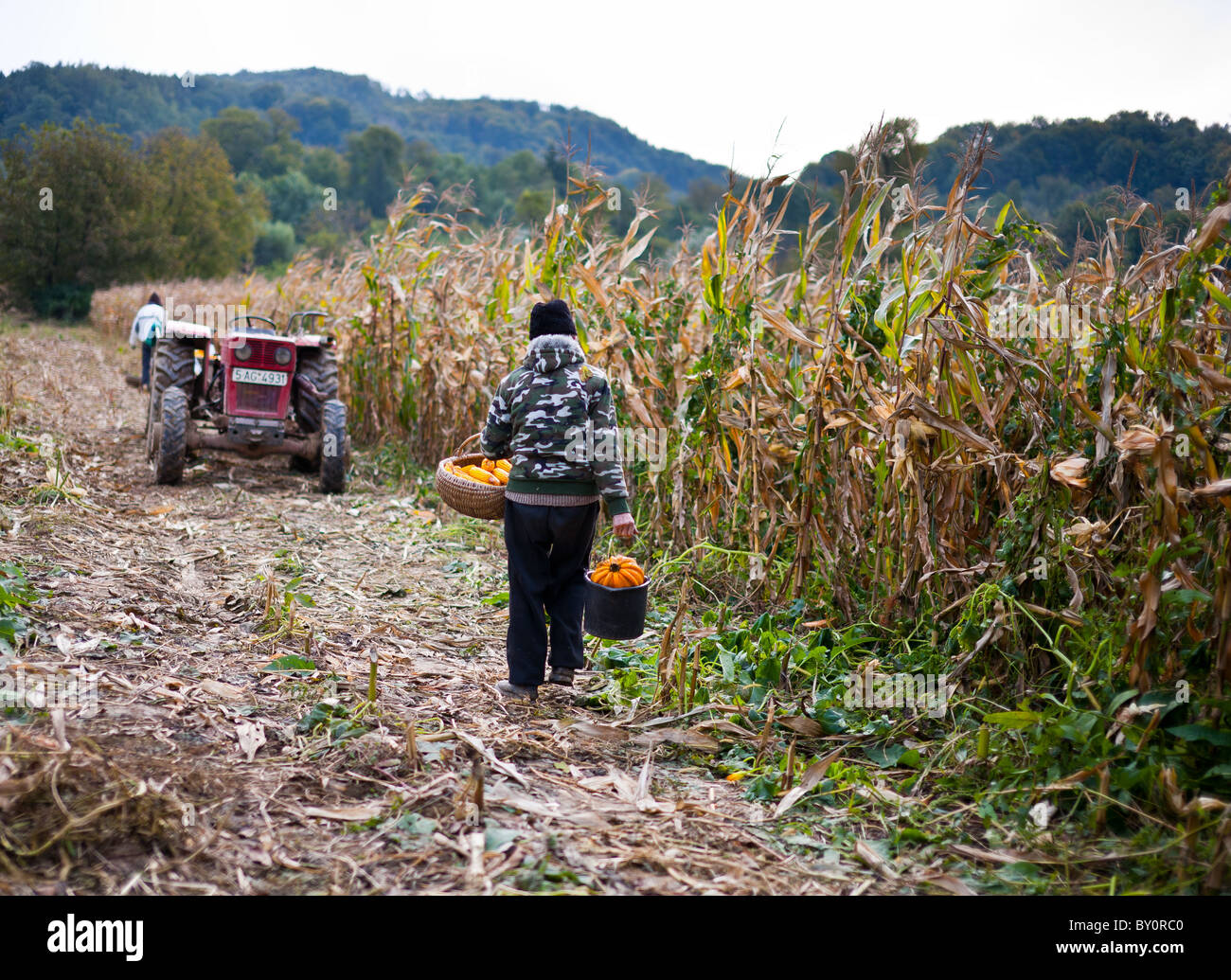 Old man with tractor harvesting corn Stock Photo - Alamy