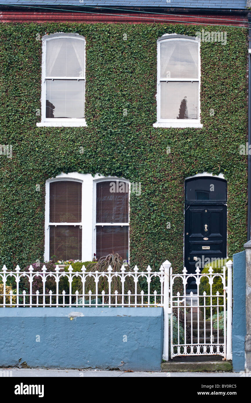 An ivy covered house in Ireland's traditional green, in Limerick ...