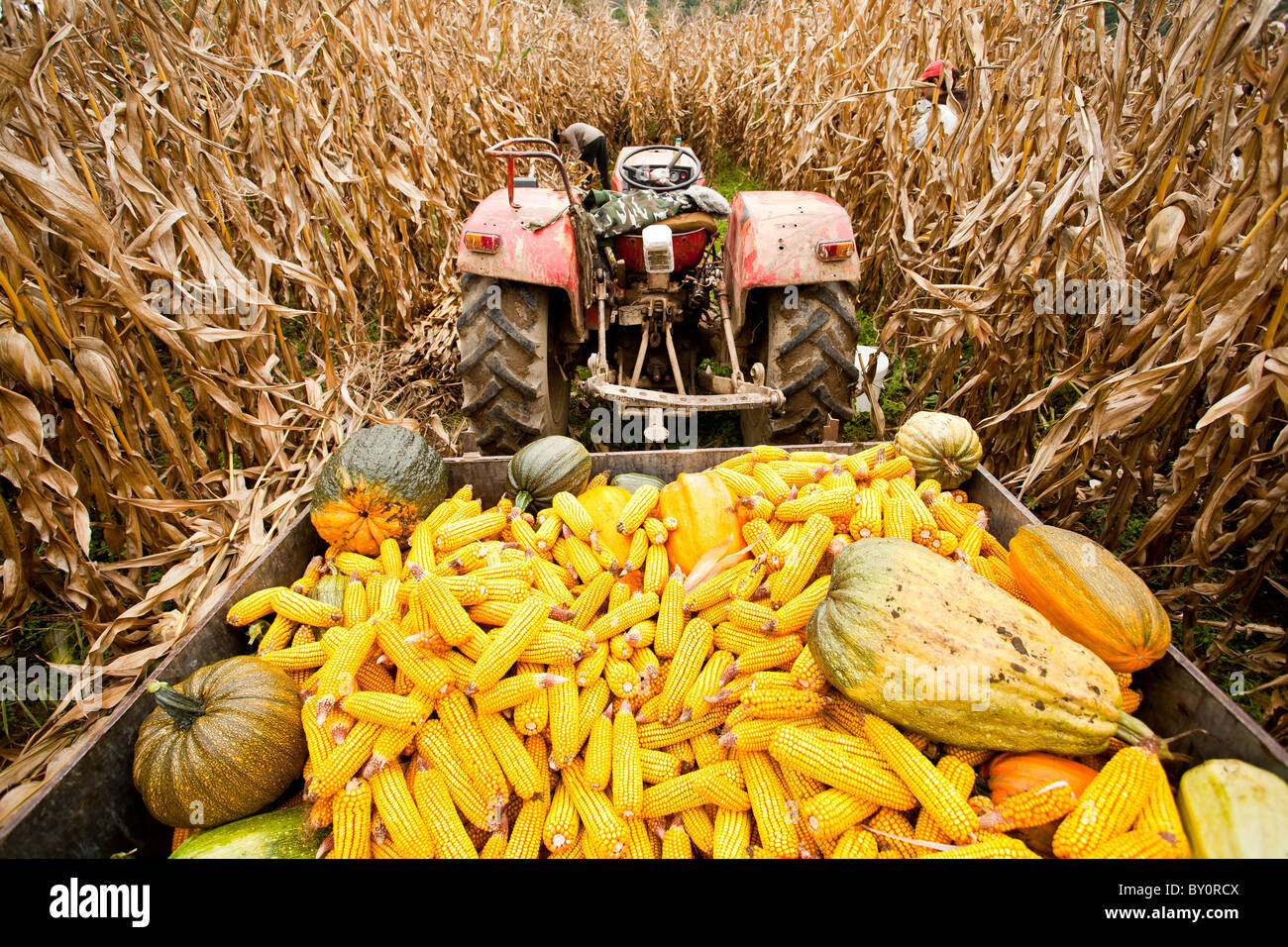 Corn stalks agriculture tractor hi-res stock photography and images - Alamy
