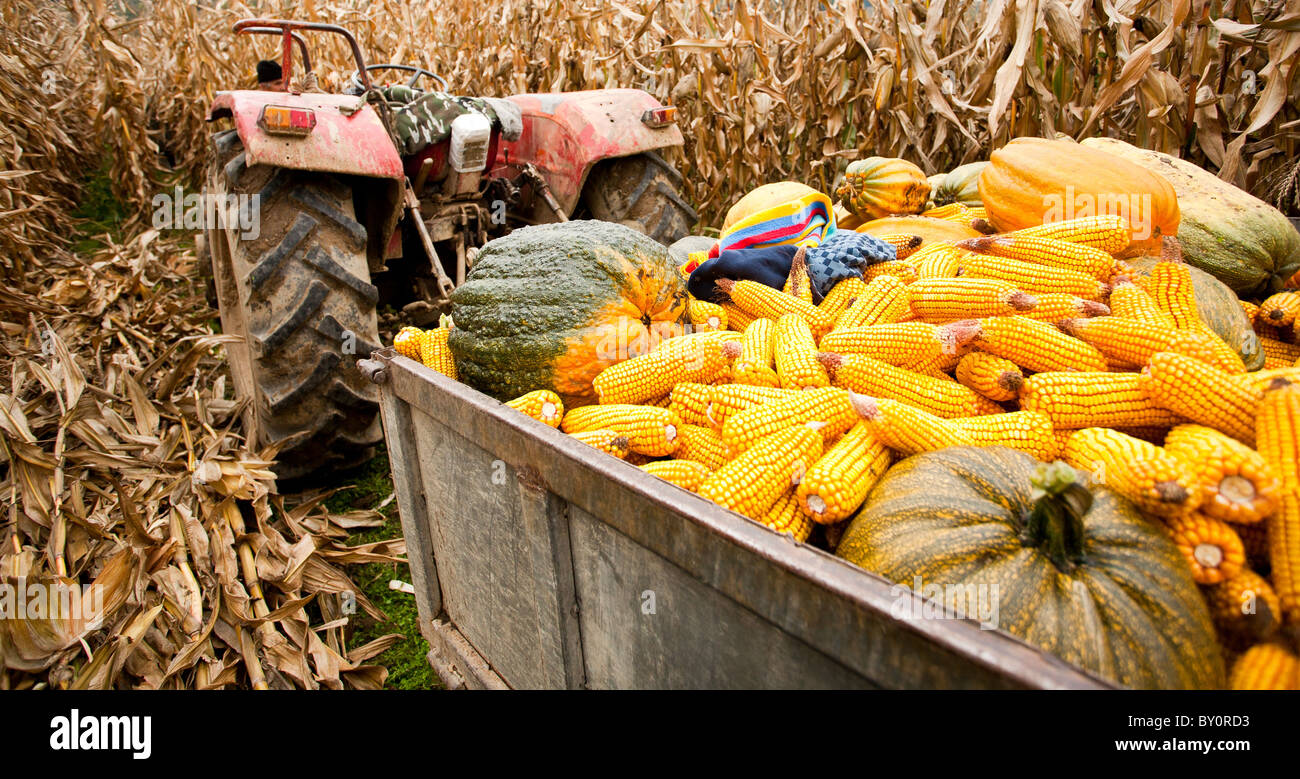 Corn Stalks Agriculture Tractor High Resolution Stock Photography and ...