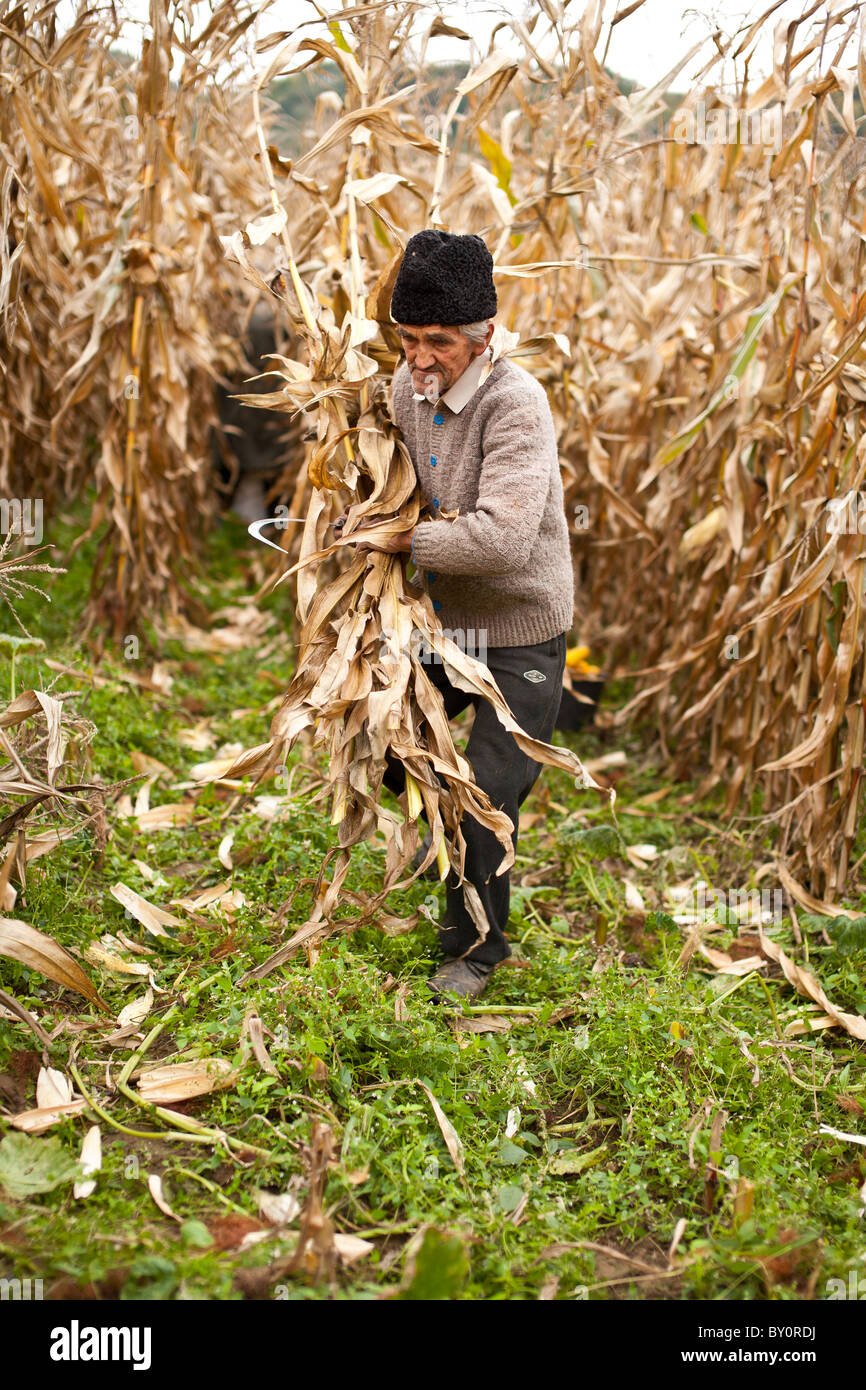Farmer working in maize field hi-res stock photography and images - Alamy