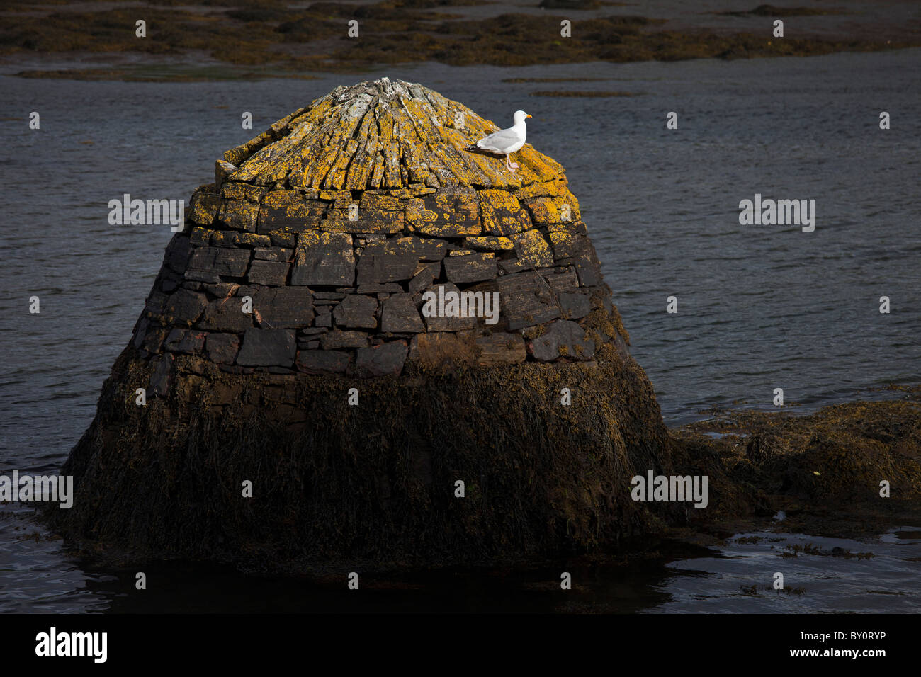 Galway birds hi-res stock photography and images - Alamy