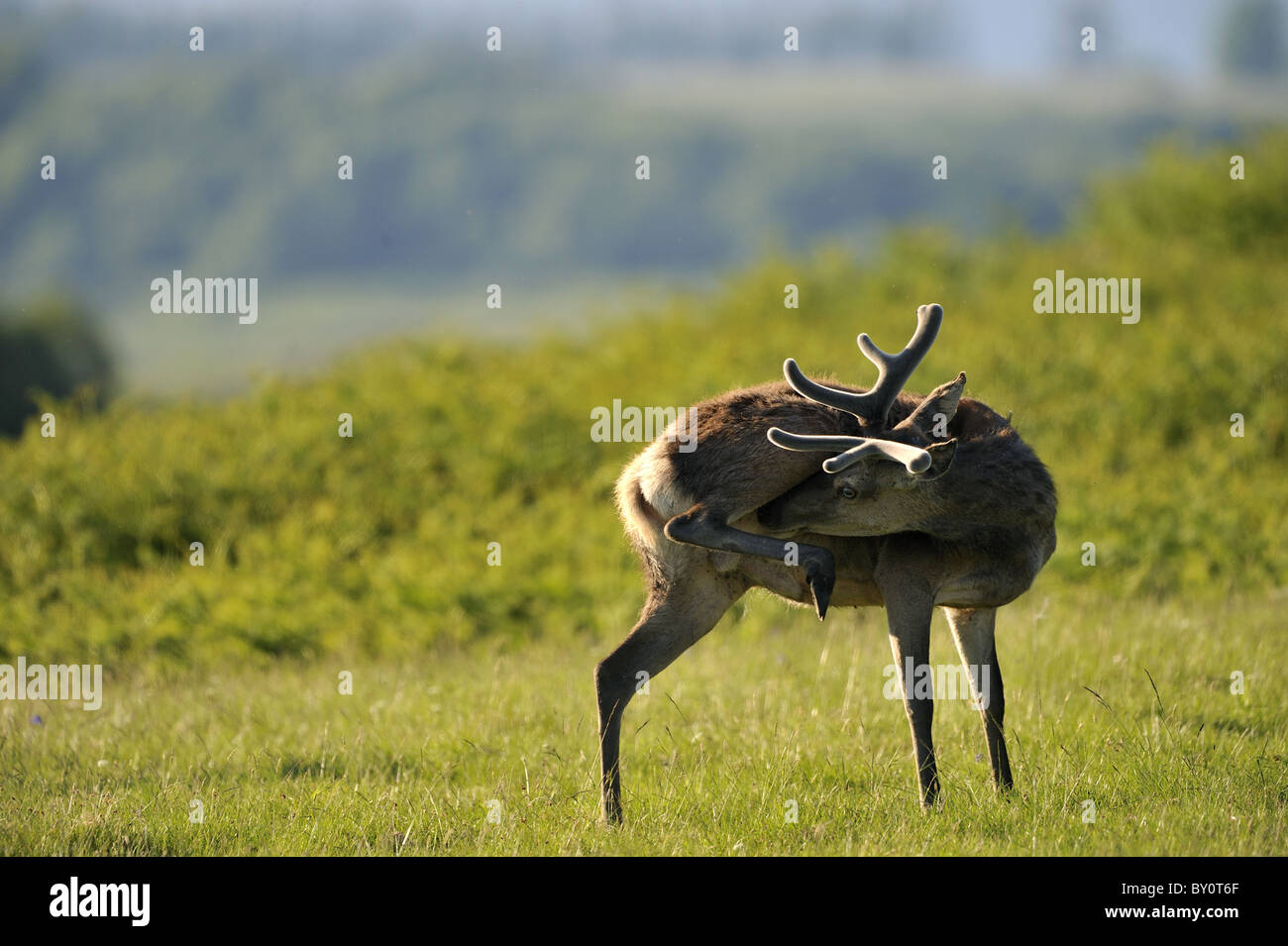 Deer scratching its antler hi-res stock photography and images - Alamy
