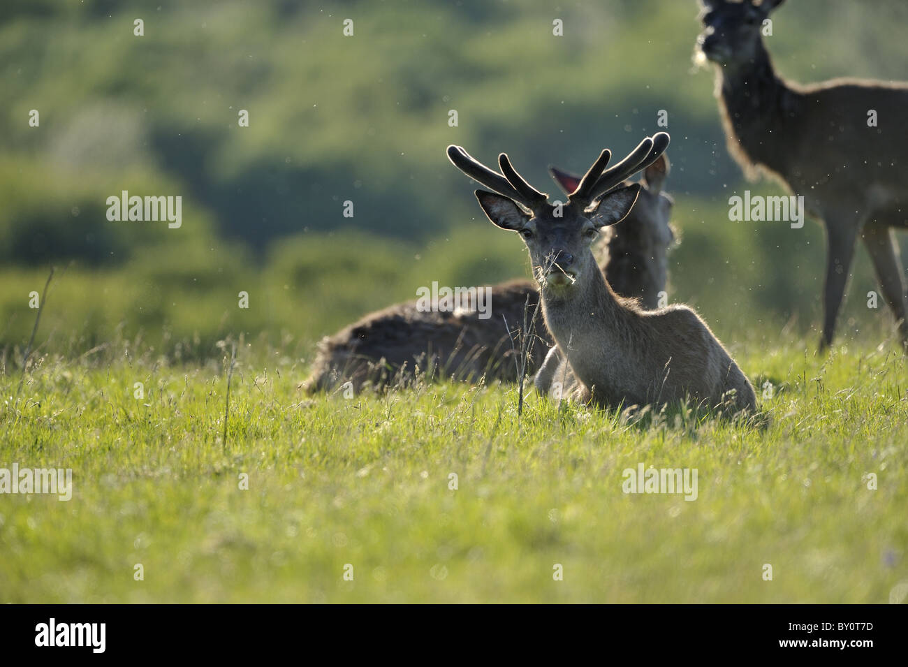 Red deer (Cervus elaphus scoticus) group of stags in velvet resting ...