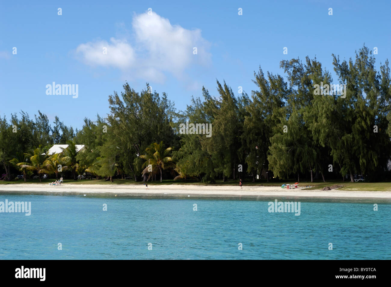 Filao trees hi-res stock photography and images - Alamy