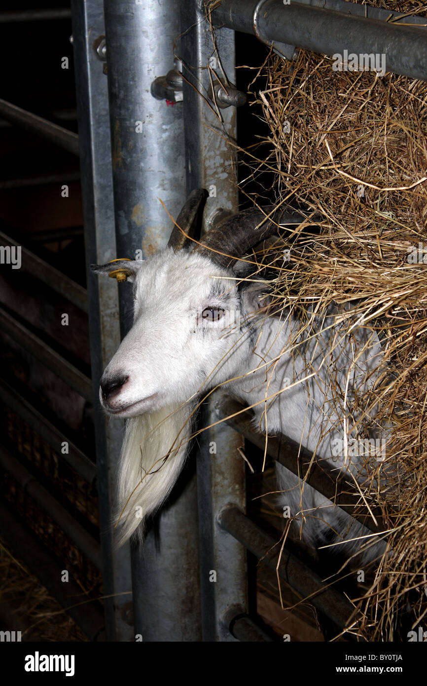 Goat Meat Uk High Resolution Stock Photography and Images - Alamy