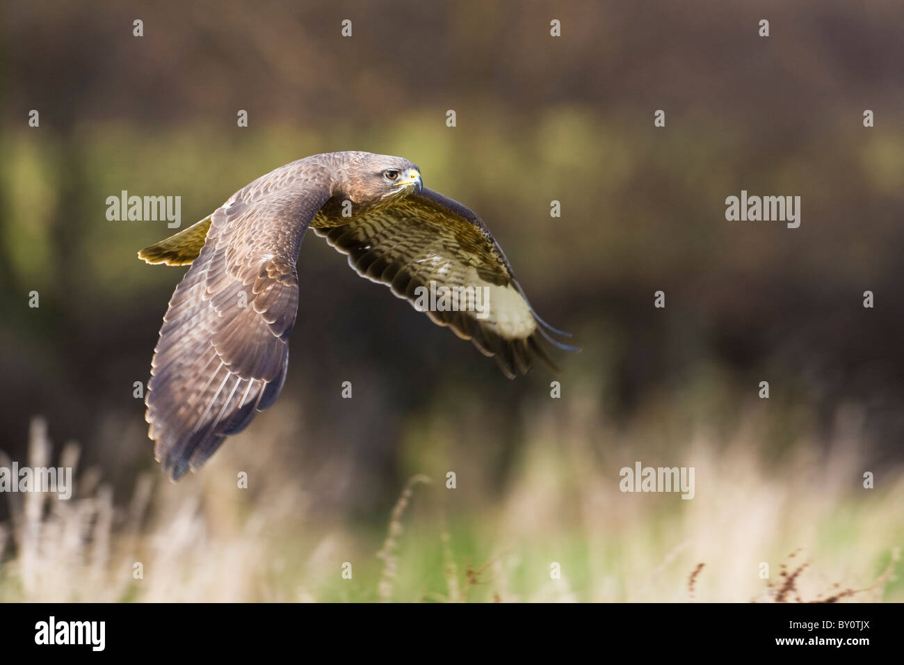 Buzzard hunting hi-res stock photography and images - Alamy