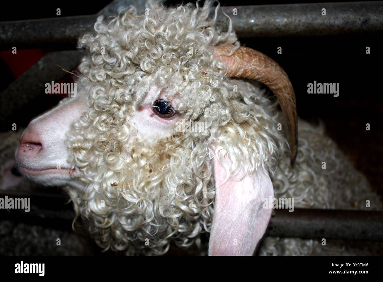 Caged sheep hi-res stock photography and images - Alamy