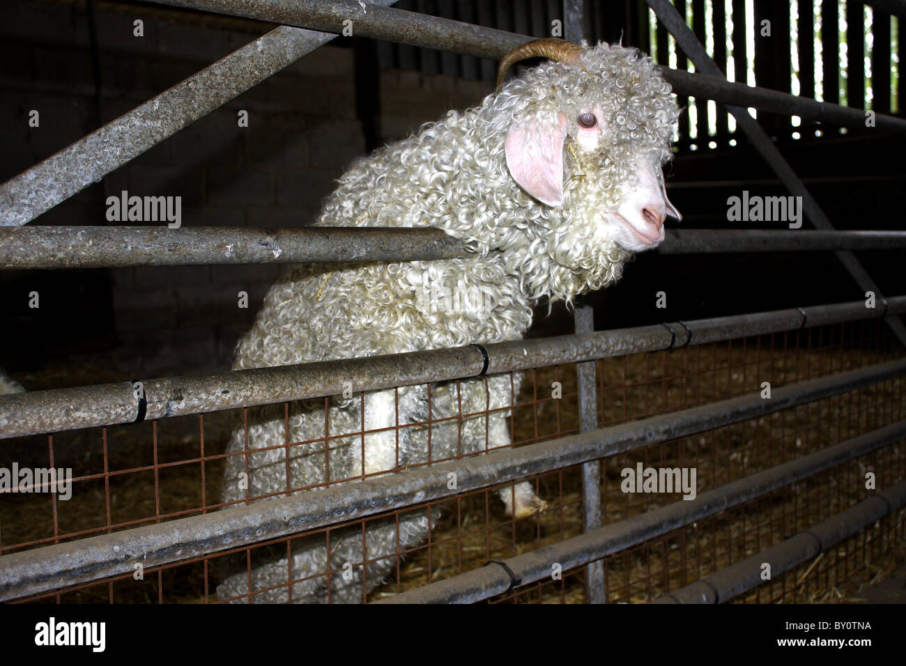 A woolly sheep at a childrens play farm Stock Photo - Alamy