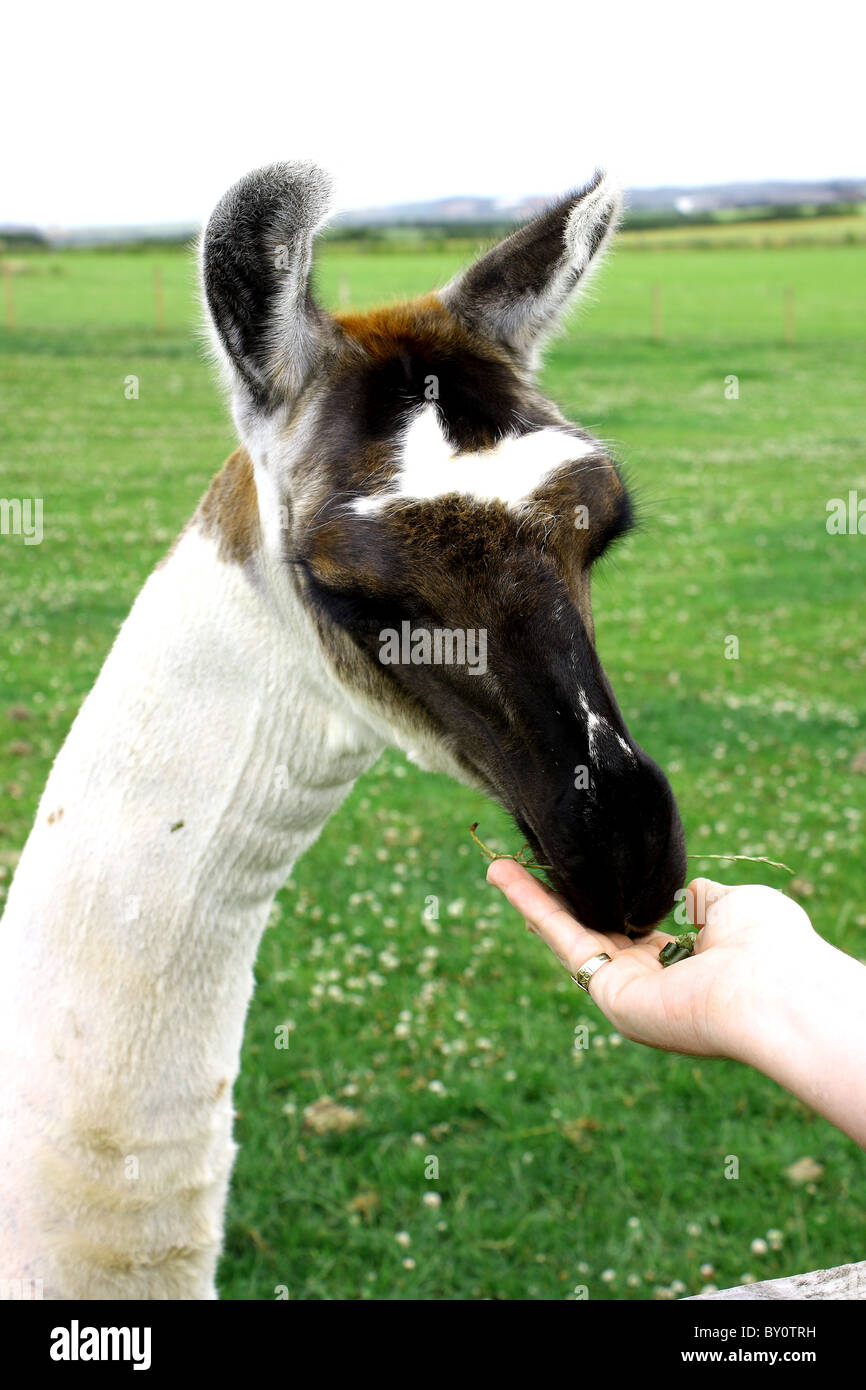 Llama feeding hi-res stock photography and images - Alamy