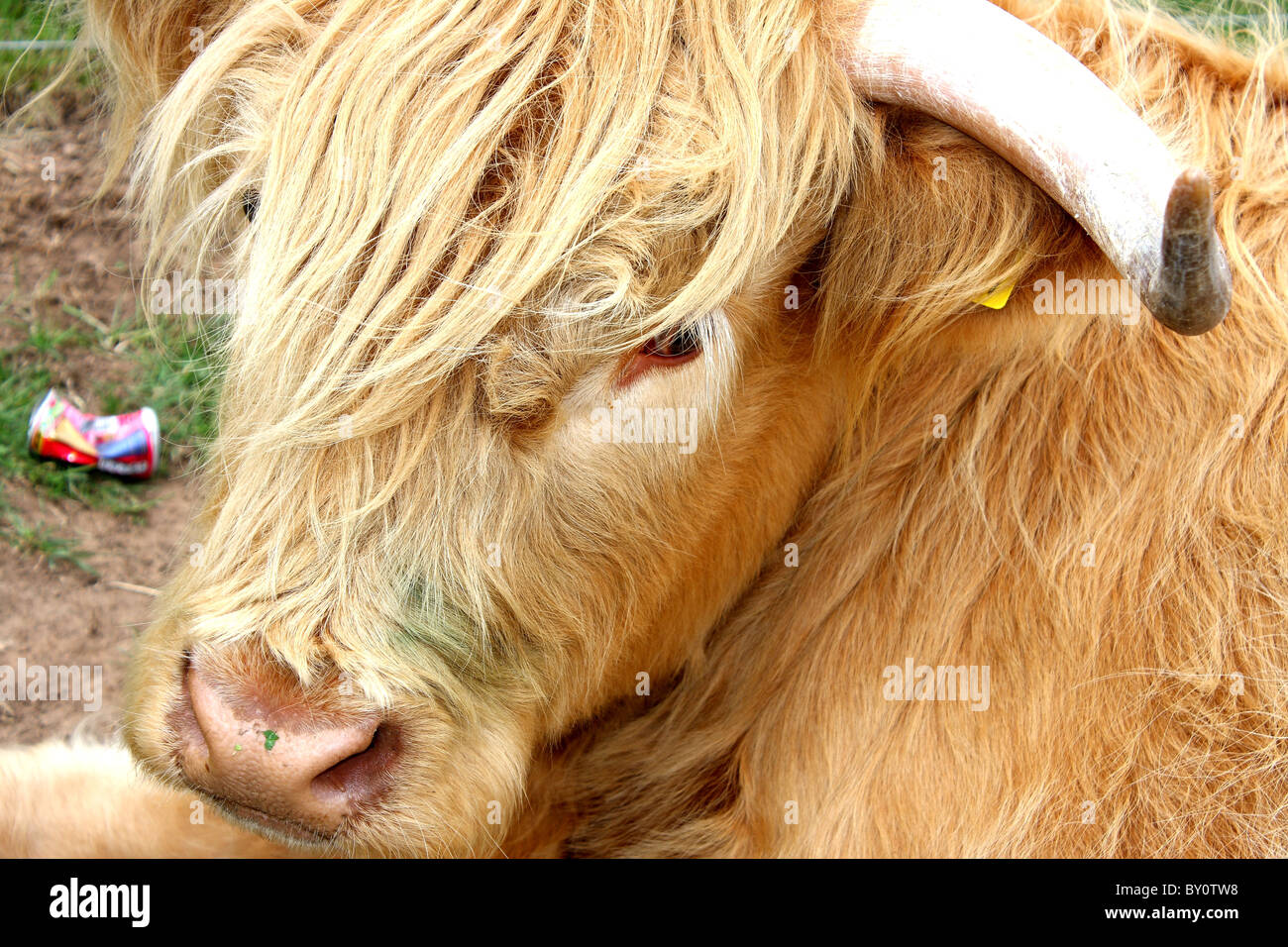 A long haired African Buffalo caged behind a wire fence at a farm Stock ...