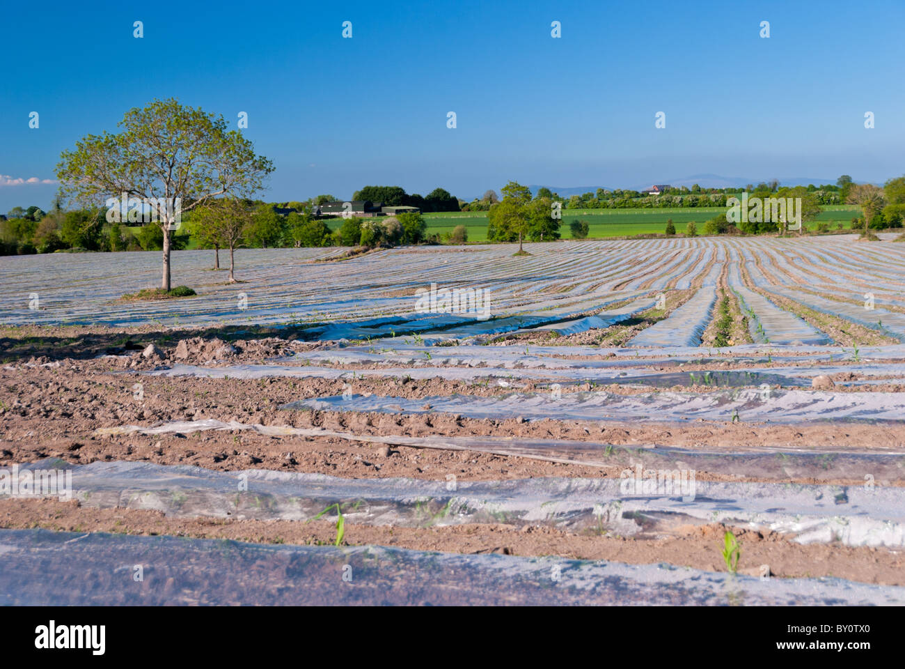 Maize crop plastic hi-res stock photography and images - Alamy
