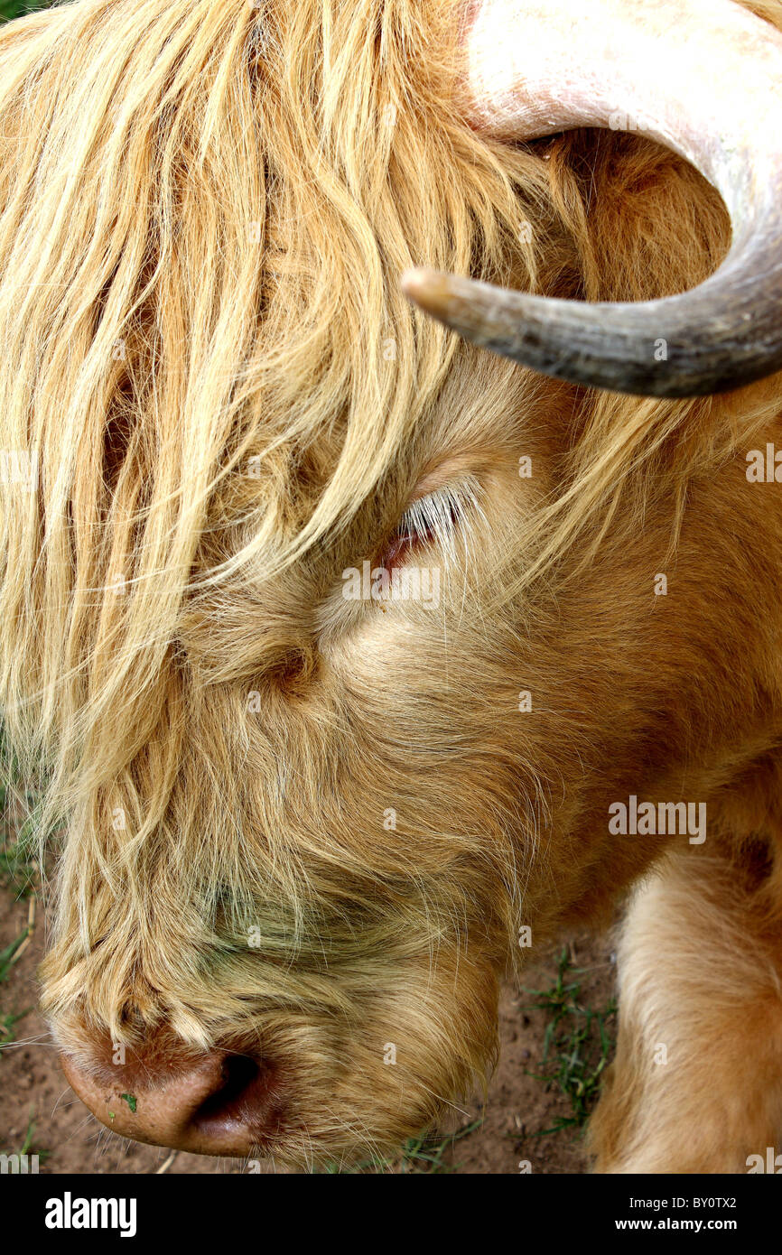 A long haired African Buffalo caged behind a wire fence at a farm Stock ...