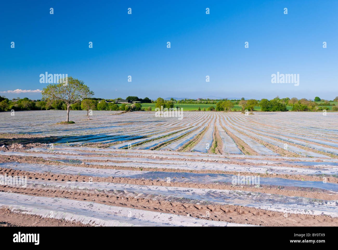 Maize production ireland hi-res stock photography and images - Alamy