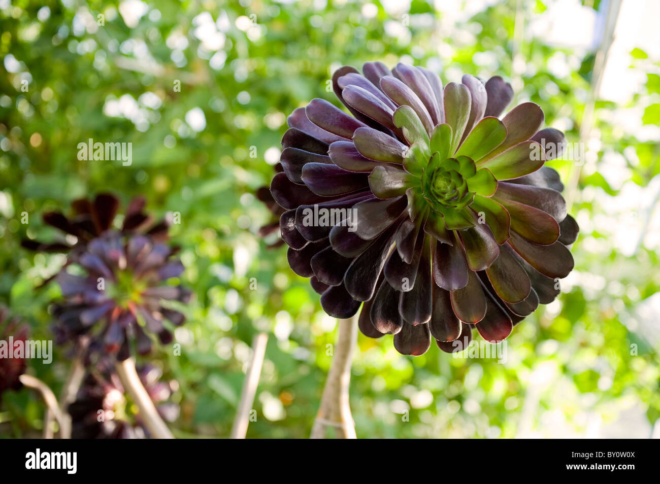Aeonium Arborium Cyclops plant situated in 'The Collector Earl's ...