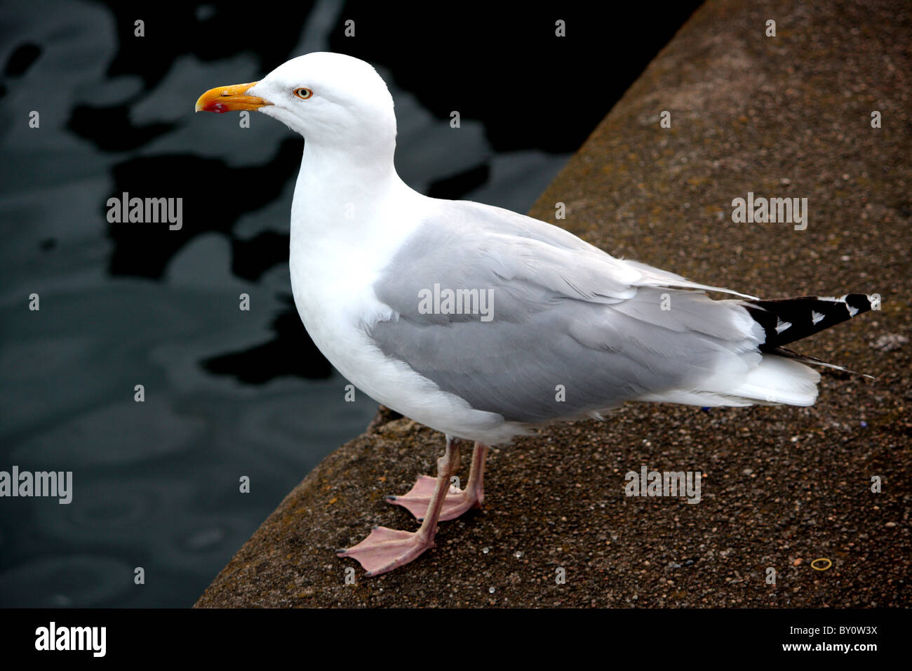 A British seagull classed as vermin Stock Photo - Alamy