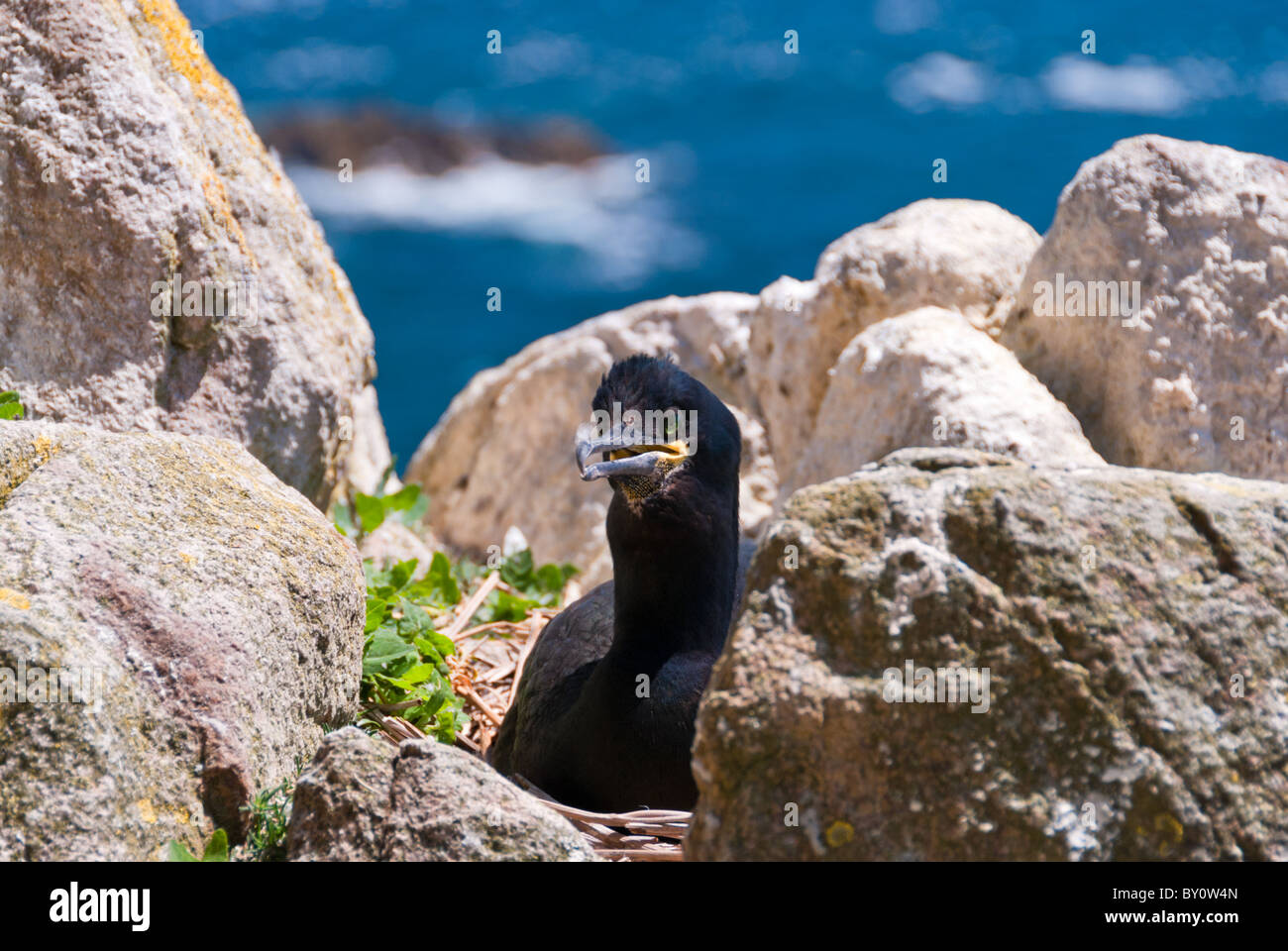 Saltee is hi-res stock photography and images - Alamy
