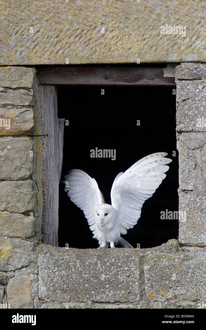 Barn Owl (Tyto alba), flying out of barn window, farm, North Yorkshire ...