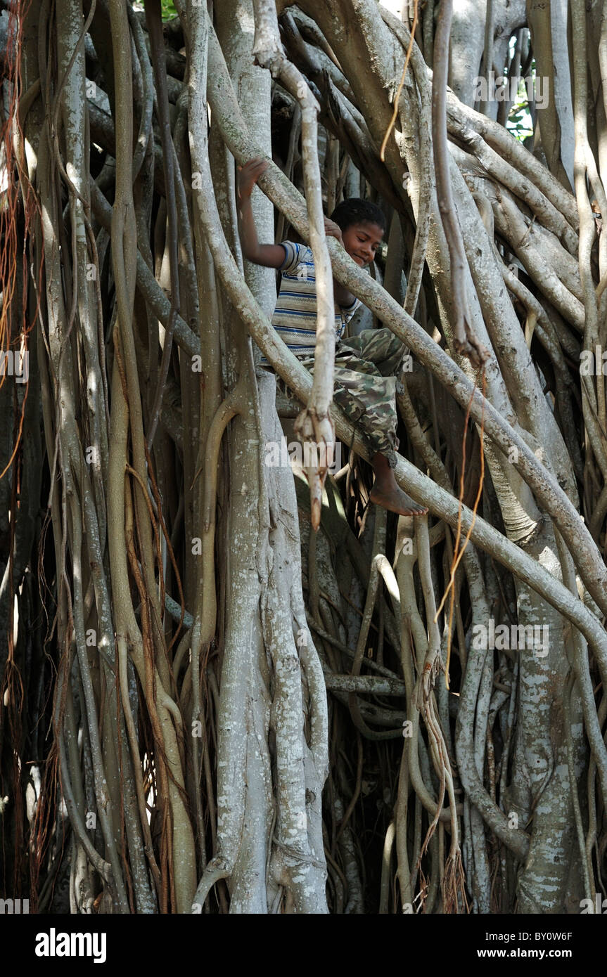 Young creole child playing in the creepers of banian tree Stock Photo ...