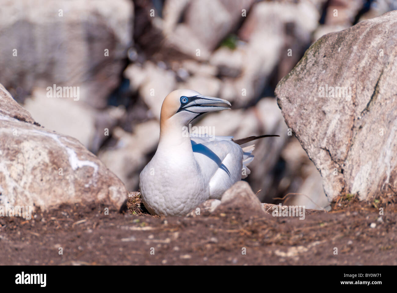 Gannet egg hi-res stock photography and images - Alamy