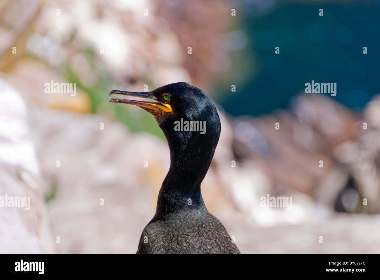 Saltee is hi-res stock photography and images - Alamy