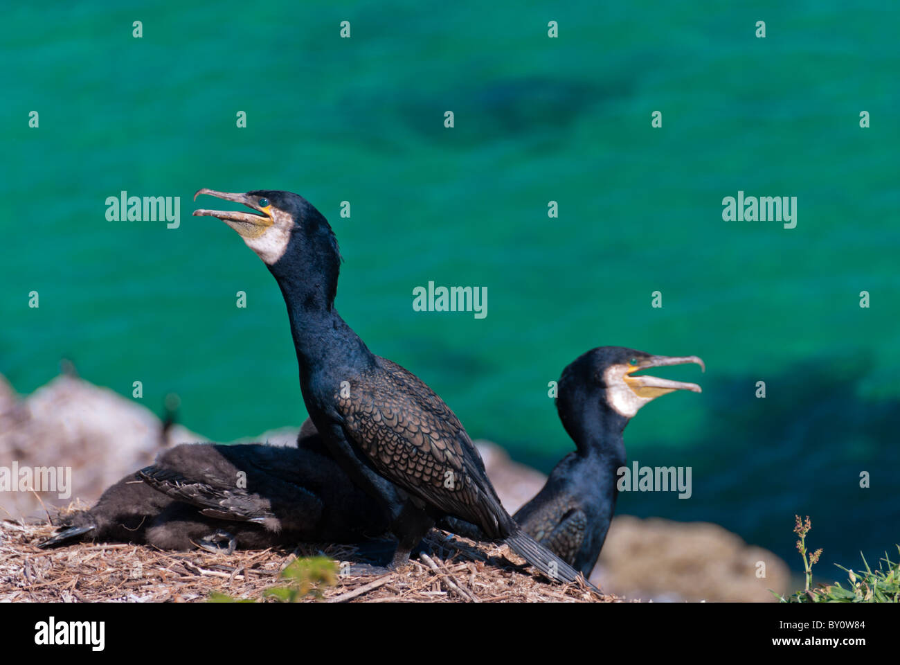 Blue shags hi-res stock photography and images - Alamy