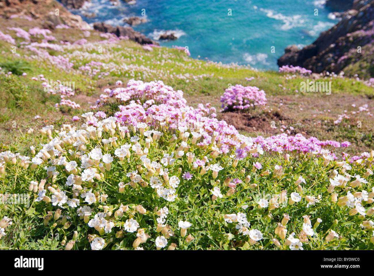Island of flowers and birds hi-res stock photography and images - Alamy