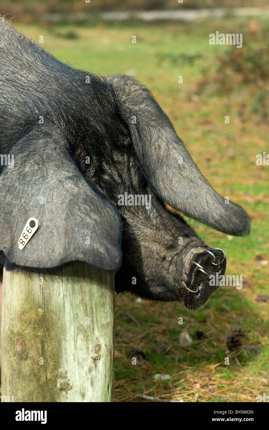 Pig nose ring hi-res stock photography and images - Alamy