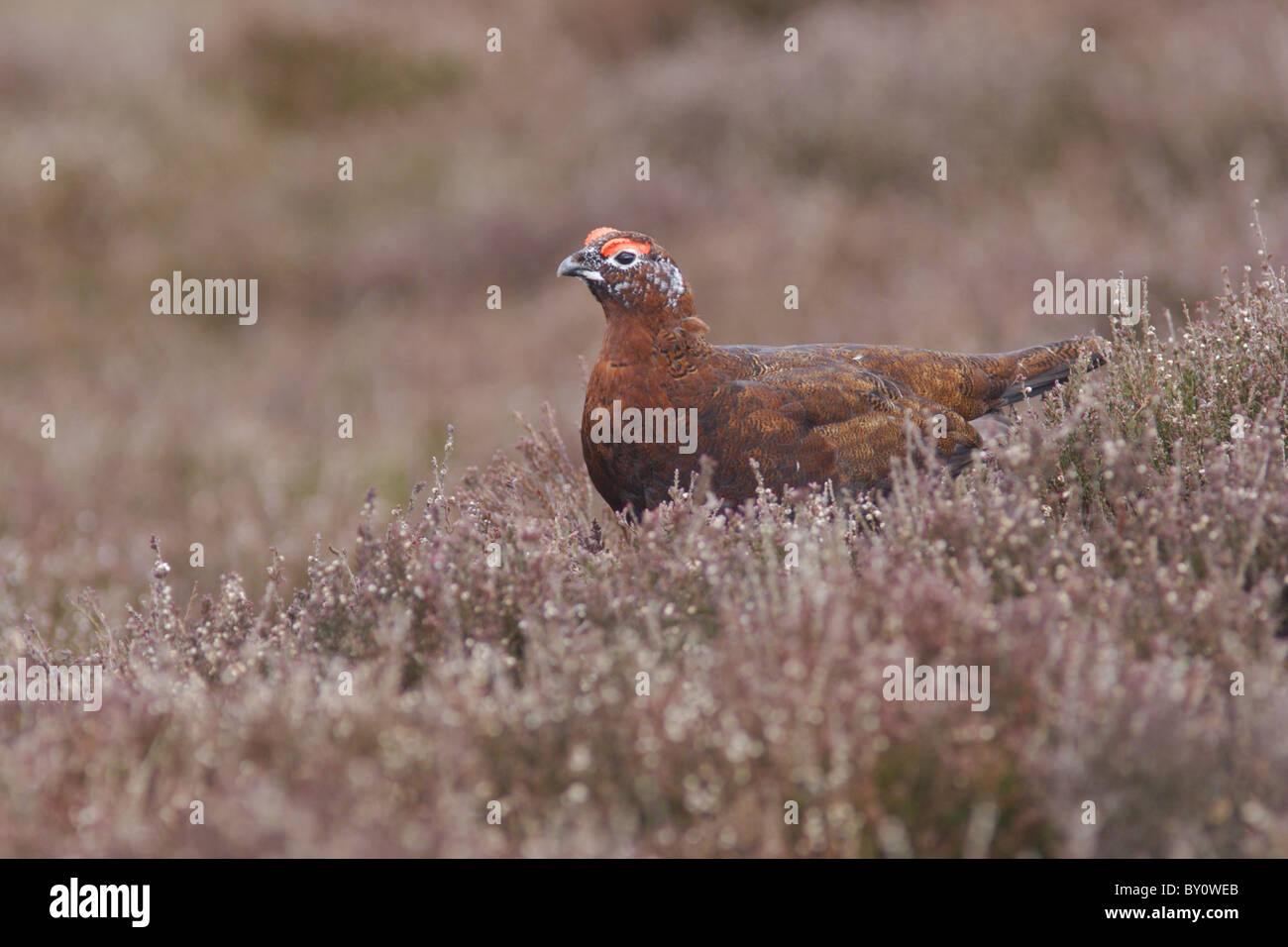 Red Grouse (Lagopus lagopus) male, on heather moor, North Yorkshire ...