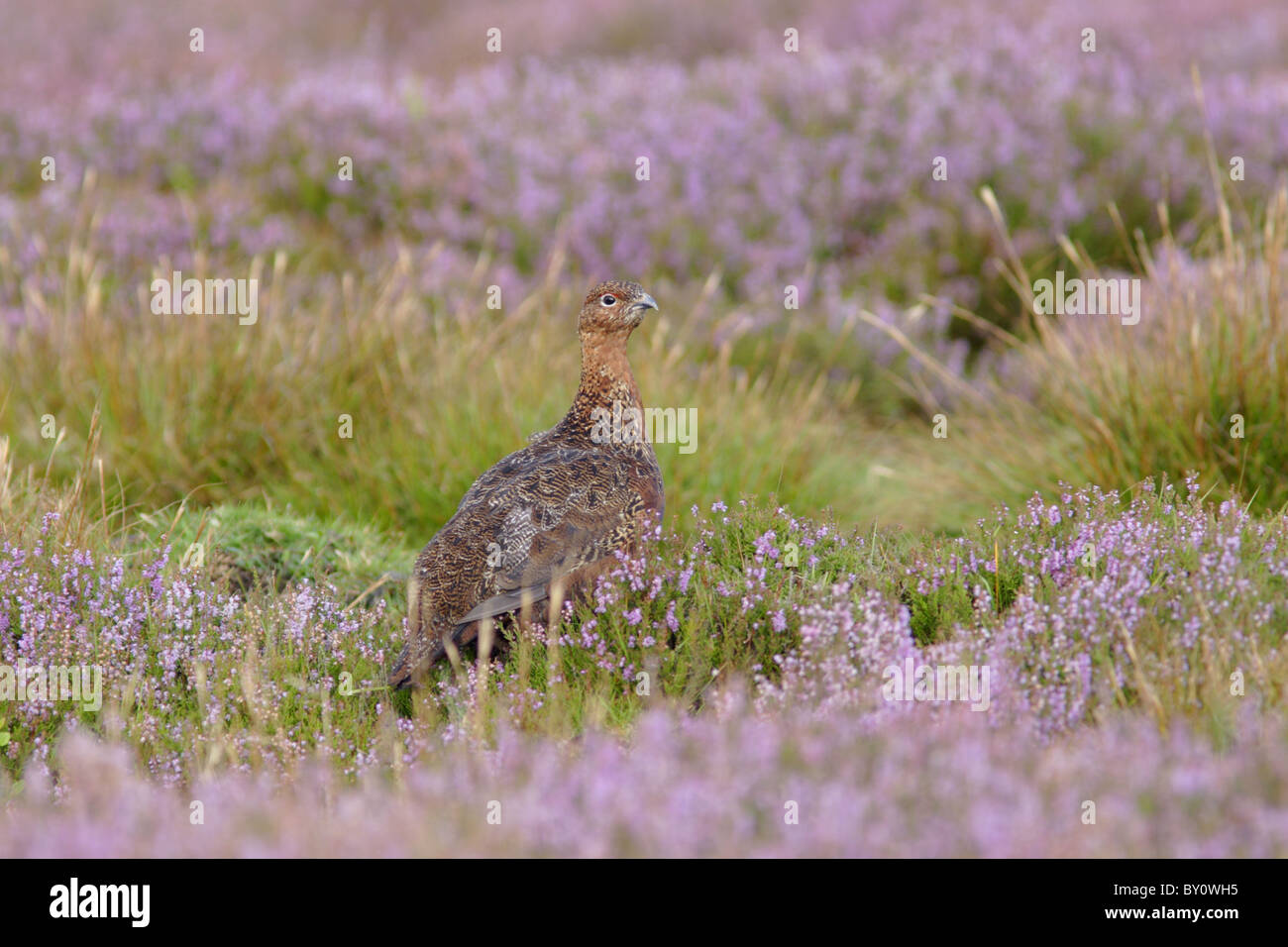 Red Grouse (Lagopus lagopus) male, on heather moor, North Yorkshire ...