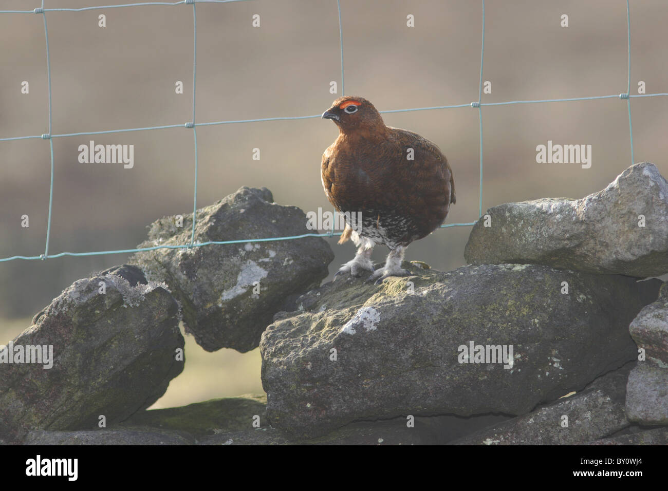 Red Grouse (Lagopus lagopus) male, on heather moor, North Yorkshire ...